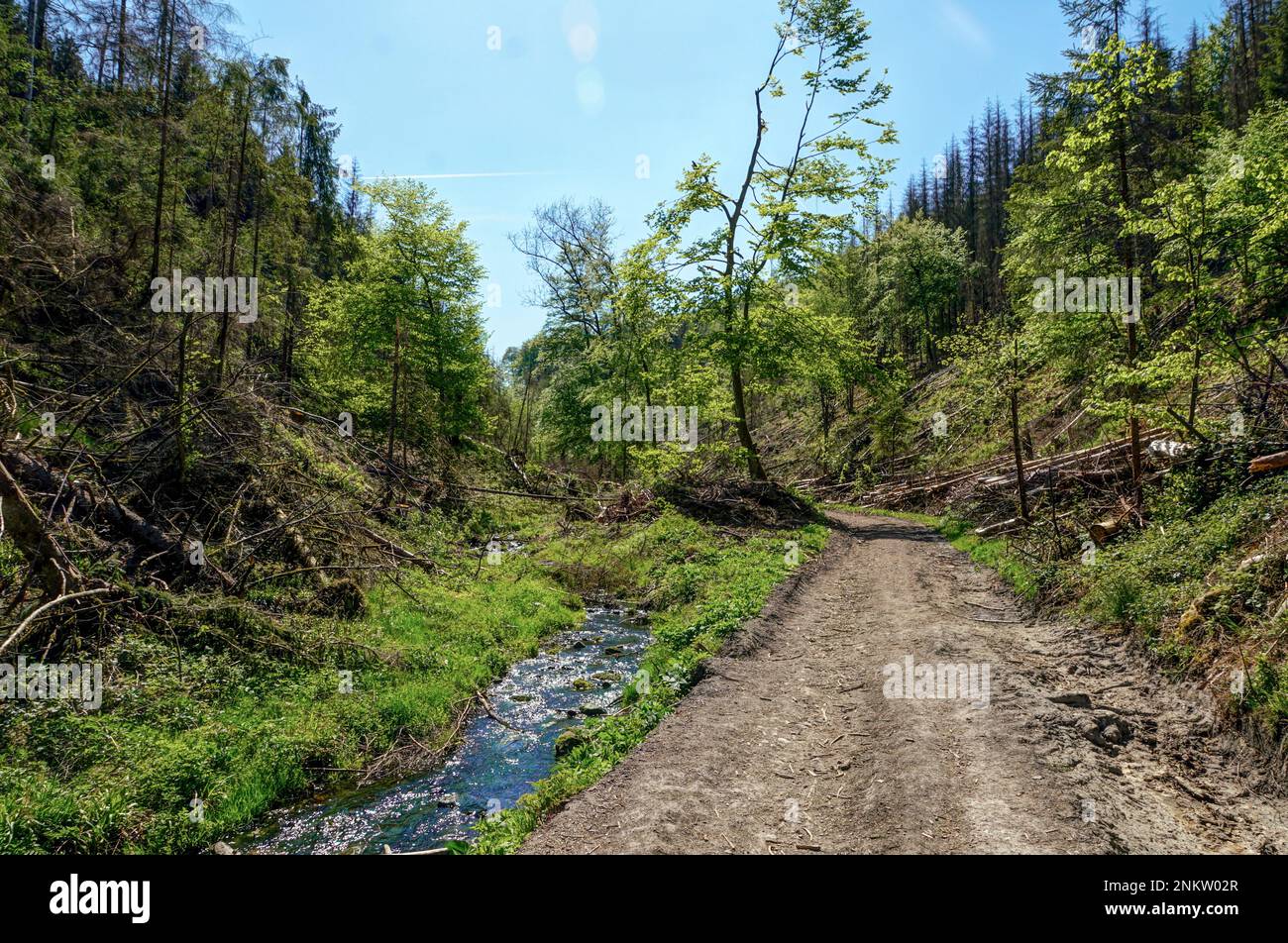 Ferinen hi-res stock photography and images - Alamy