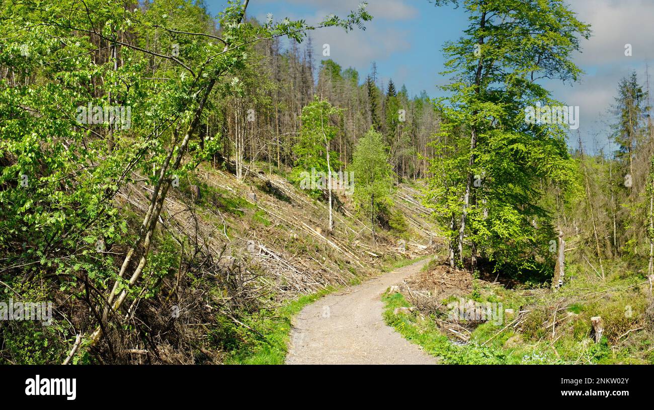 Naturpark teutoburger wald hi-res stock photography and images - Alamy