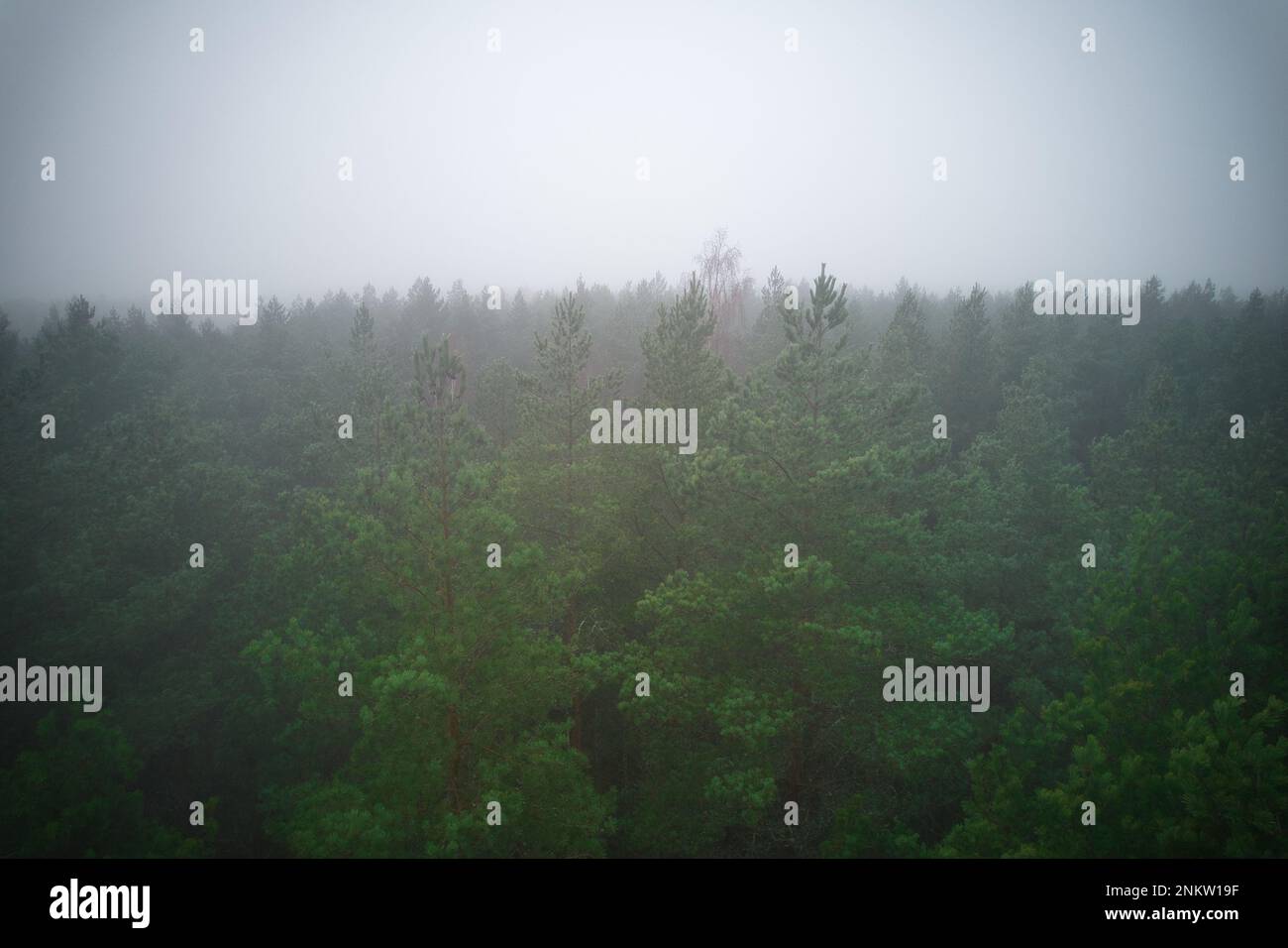 A stunning drone photo of a summer forest shrouded in thick fog. The ...