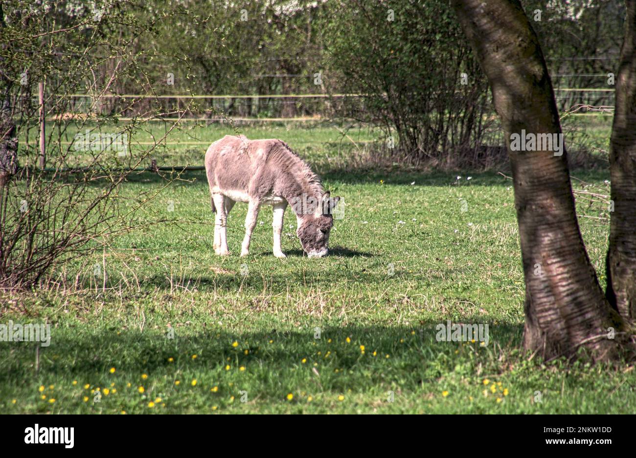 Grauer esel hi-res stock photography and images - Alamy