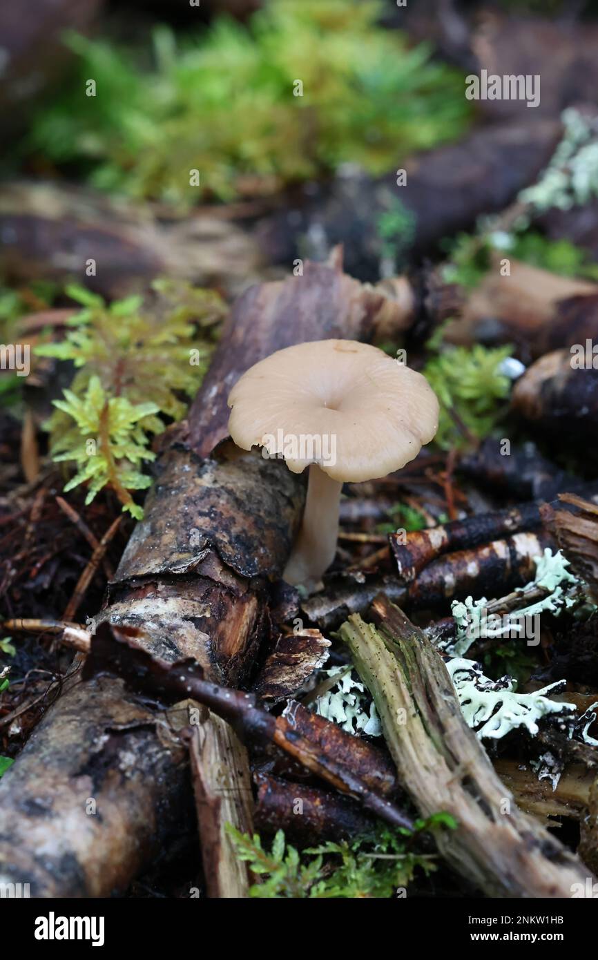 Lentinellus micheneri, known as navel sawgill, wild mushroom from ...