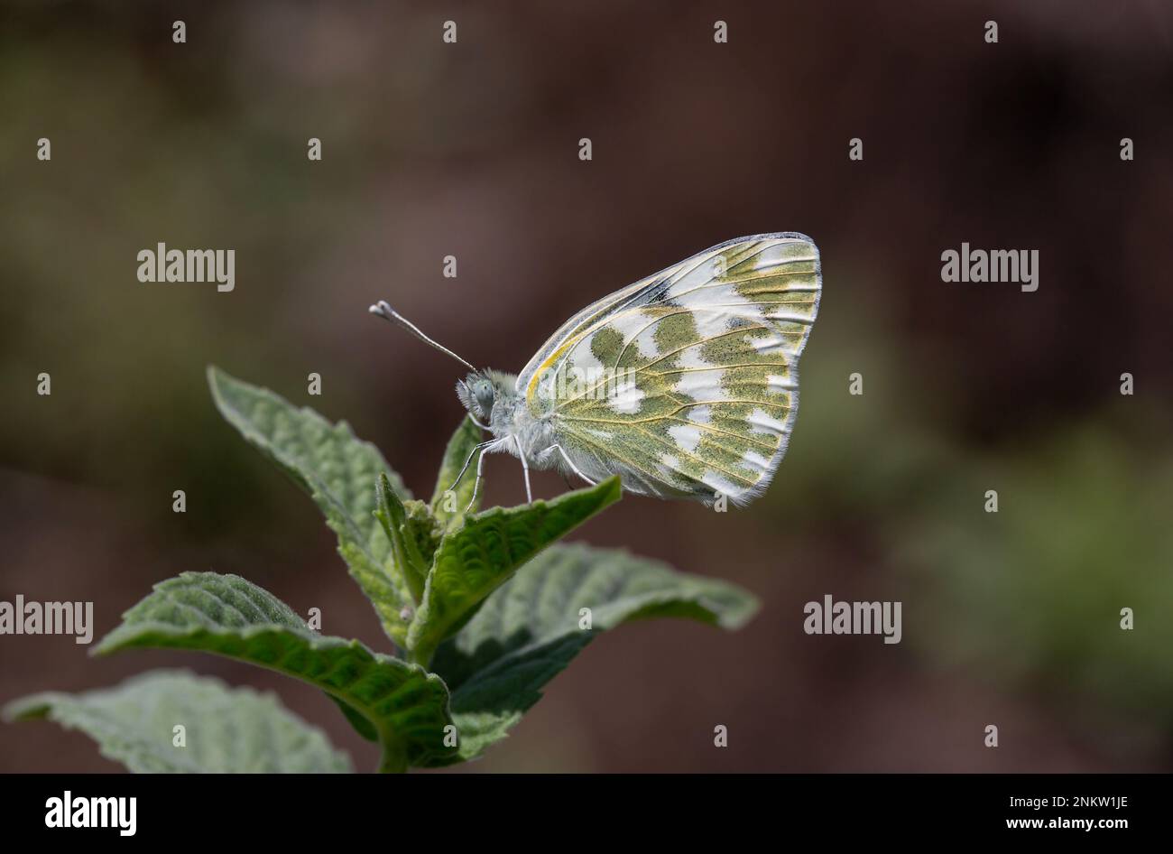 big butterfly on green leaf, Eastern Bath White, Pontia edusa Stock ...