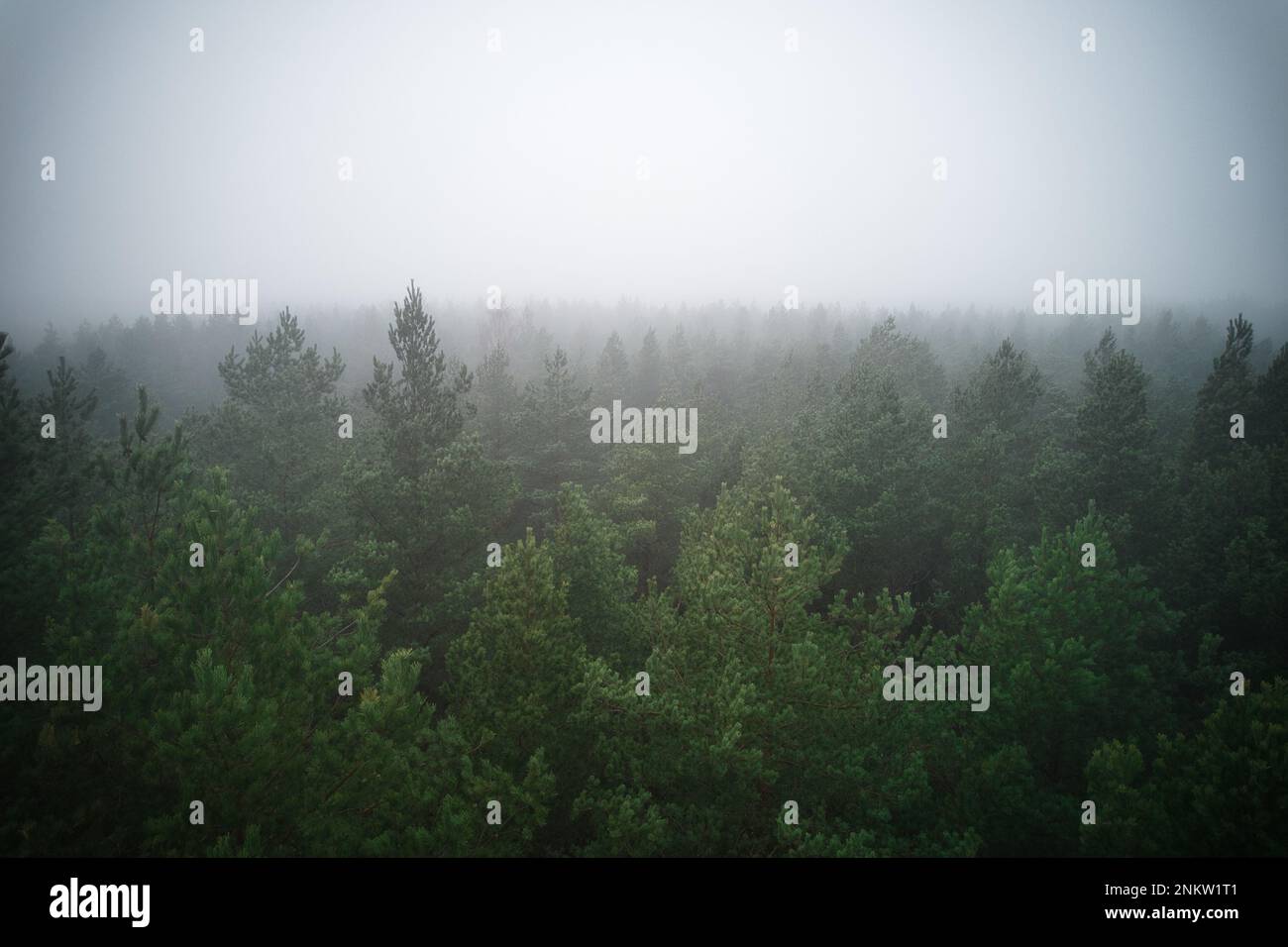 A stunning drone photo of a summer forest shrouded in thick fog. The ...