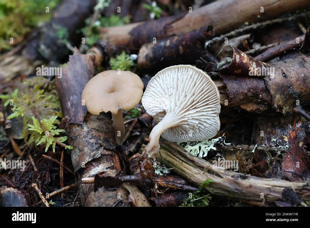 Lentinellus micheneri, known as navel sawgill, wild mushroom from ...