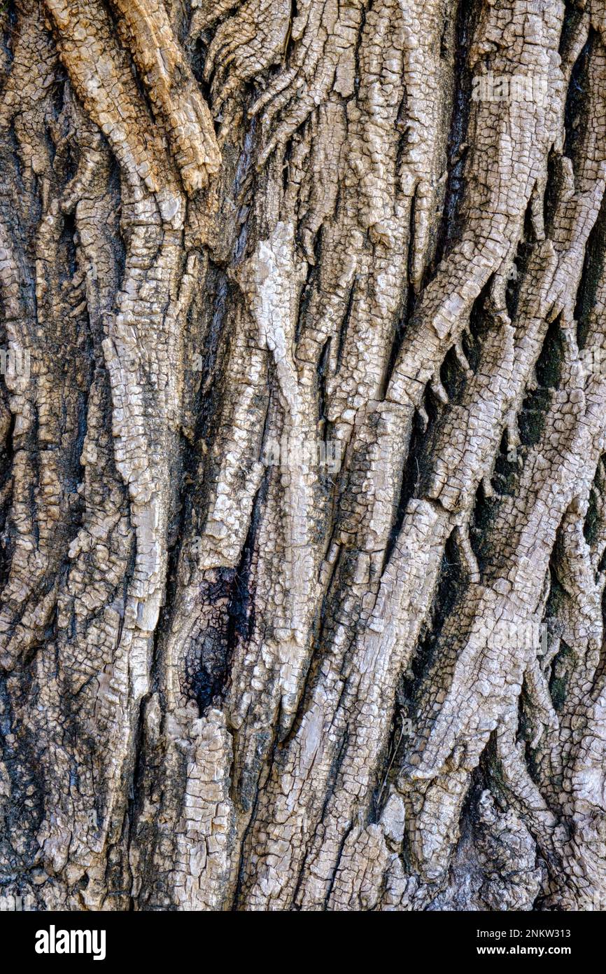 Outdoor nobody texture hi-res stock photography and images - Alamy