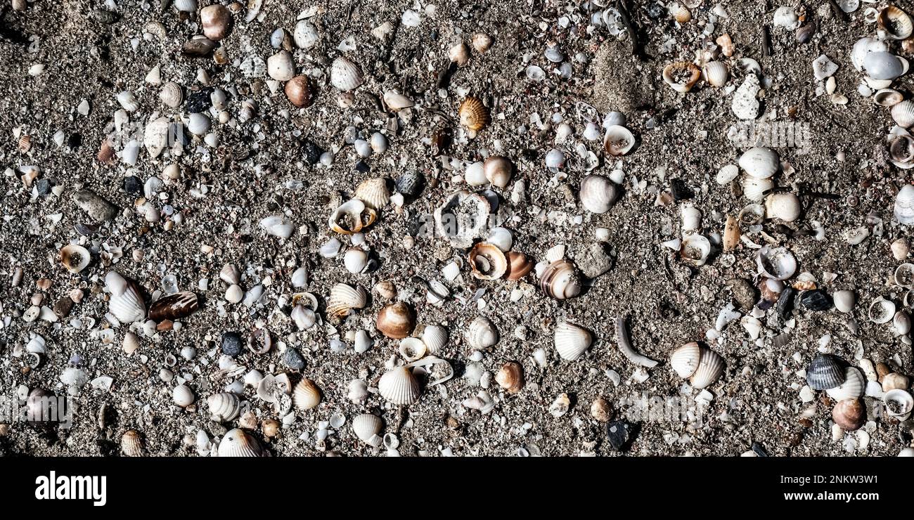 Shells Beach Sand Footprint Abstract Background Design Stock Photo - Alamy