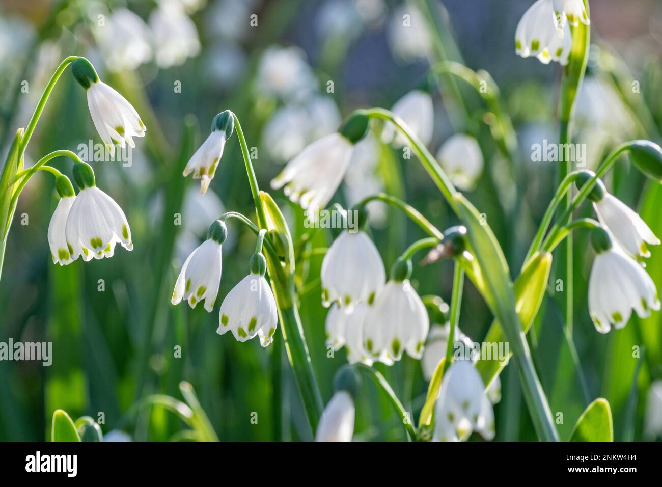 Among the earliest plants to bloom in a spring garden, the snowflake ...