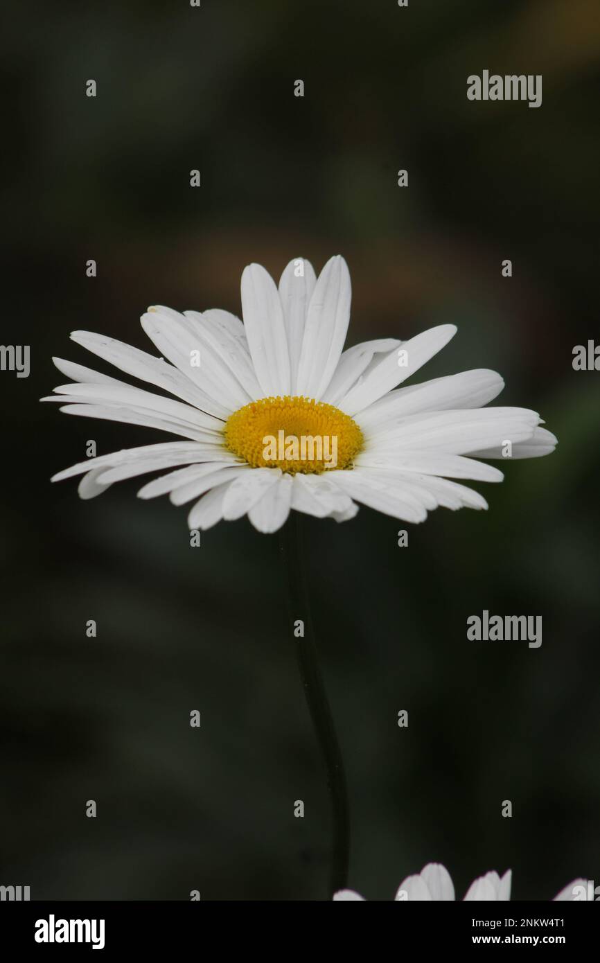 Chamomile is the national flower of russia hi-res stock photography and ...