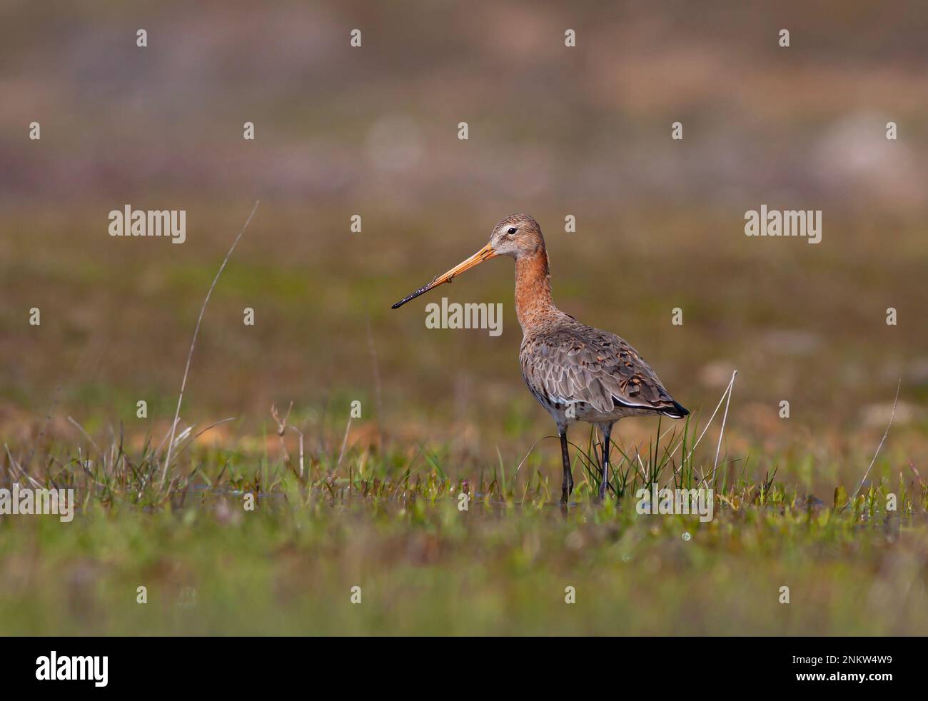 bird watching on the grass, Black-tailed Godwit, Limosa limosa Stock ...
