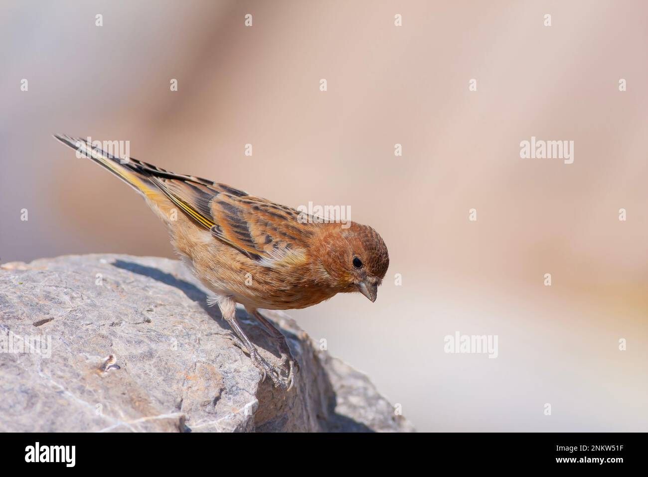 little bird watching on the ground, Red-fronted Serin, Serinus pusillus ...