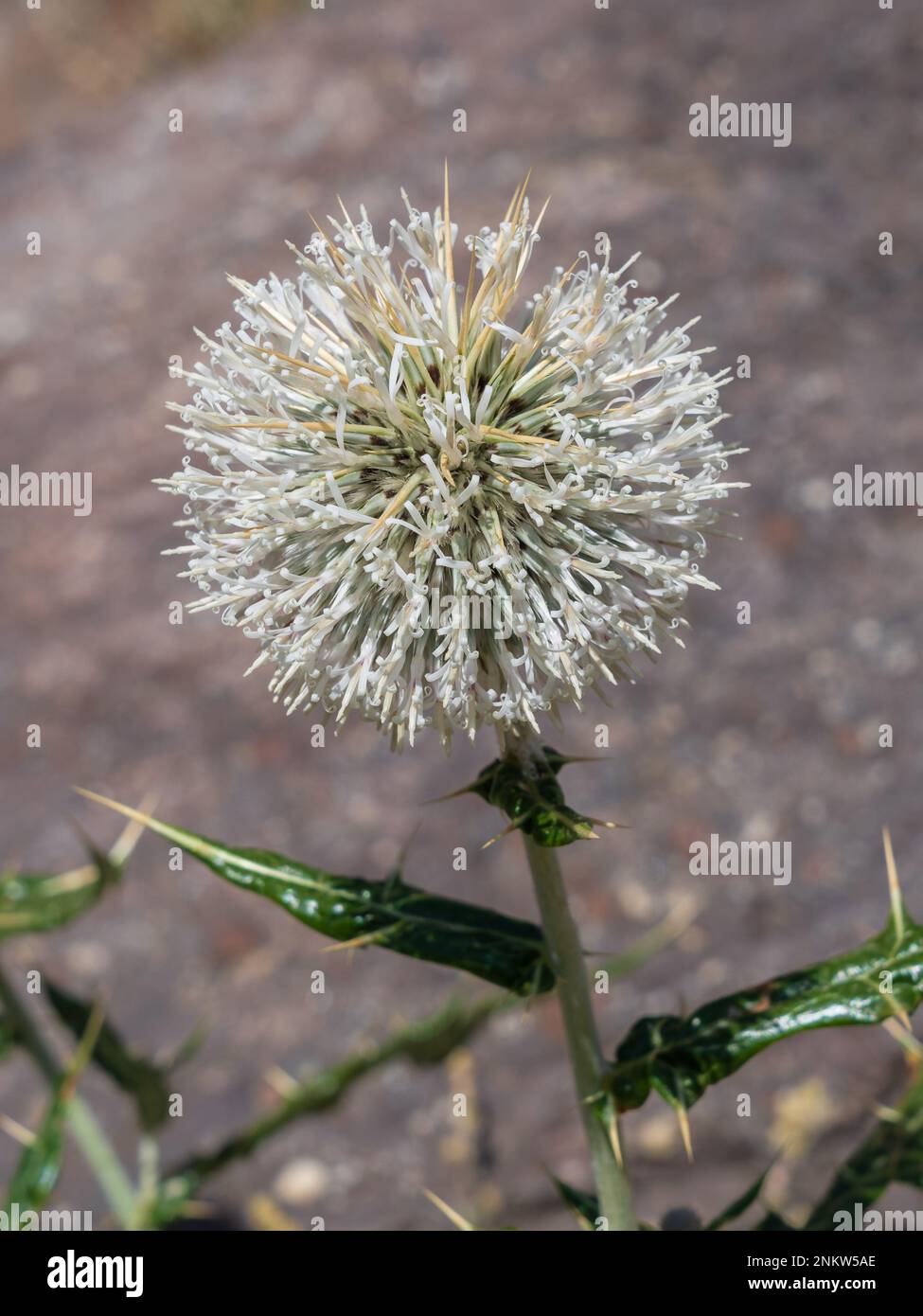Echinops echinatus hi-res stock photography and images - Alamy
