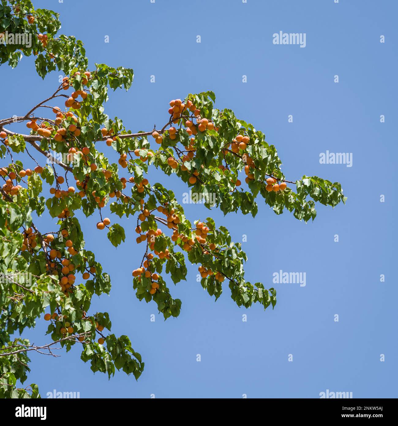 Loaded orange tree hi-res stock photography and images - Alamy