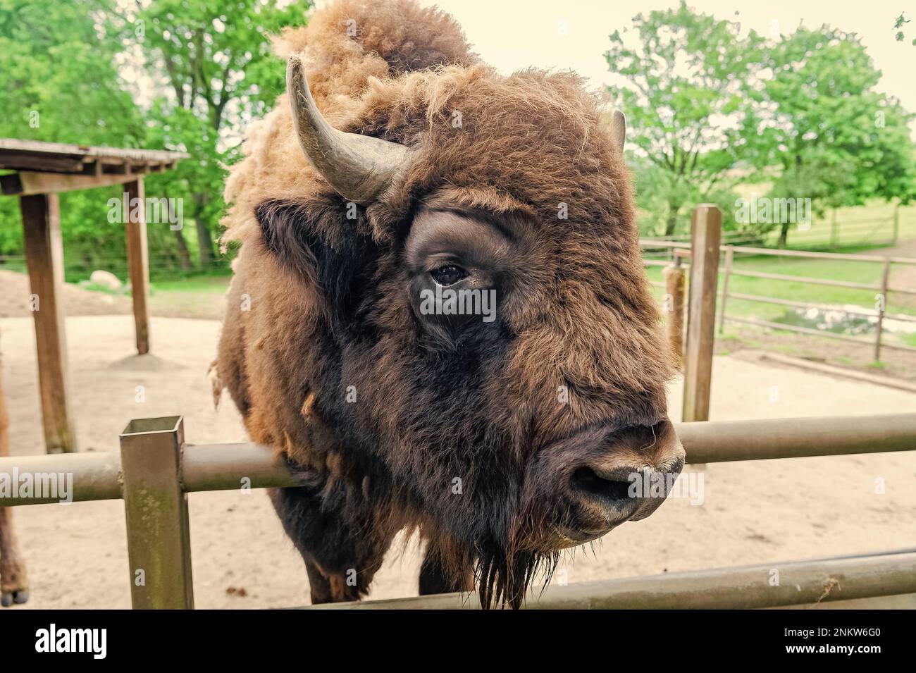 big bison head in animal park outdoor Stock Photo - Alamy