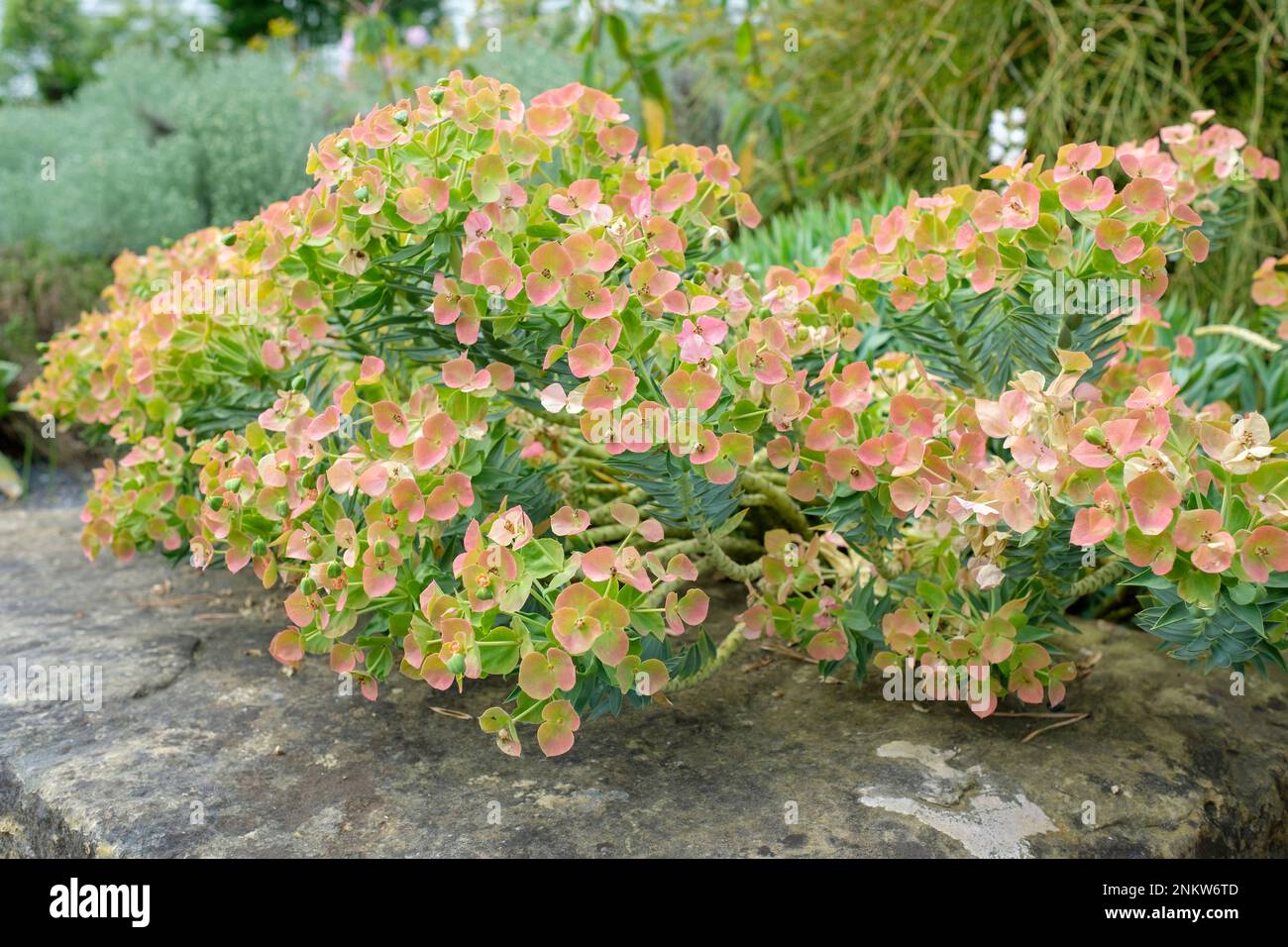Euphorbia rigida, upright myrtle spurge, evergreen perennial, foliage ...