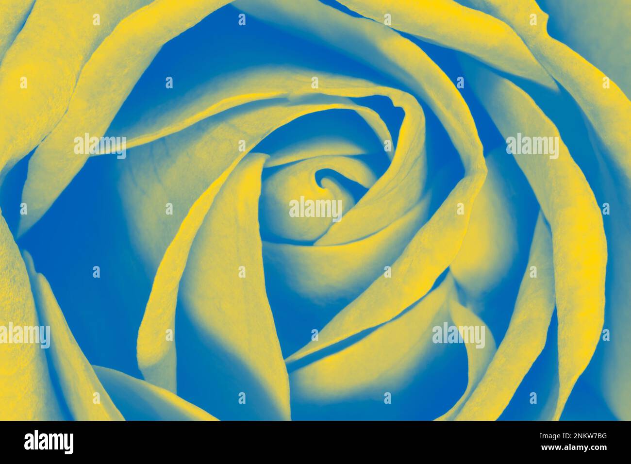 close up of rose flower colored in colors of Ukrainian flag Stock Photo ...