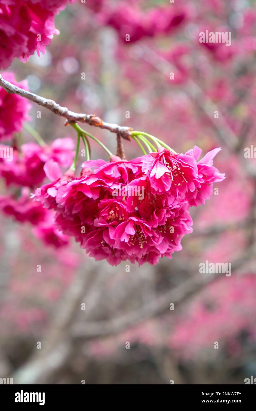 Beautiful Yae Sakura Cherry Blossom blooming in Taiwan in springtime ...