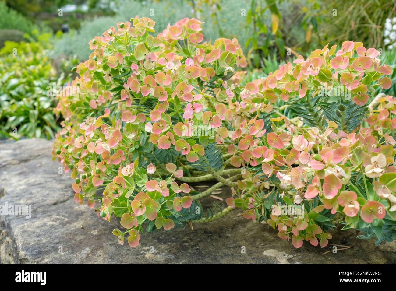 Euphorbia rigida, upright myrtle spurge, Euphorbia biglandulosa ...