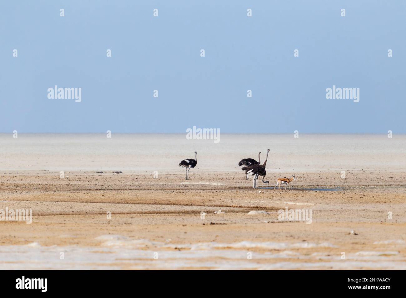 Ostrich in desert drinking at waterhole. Etosha Salt Pan, National Park ...