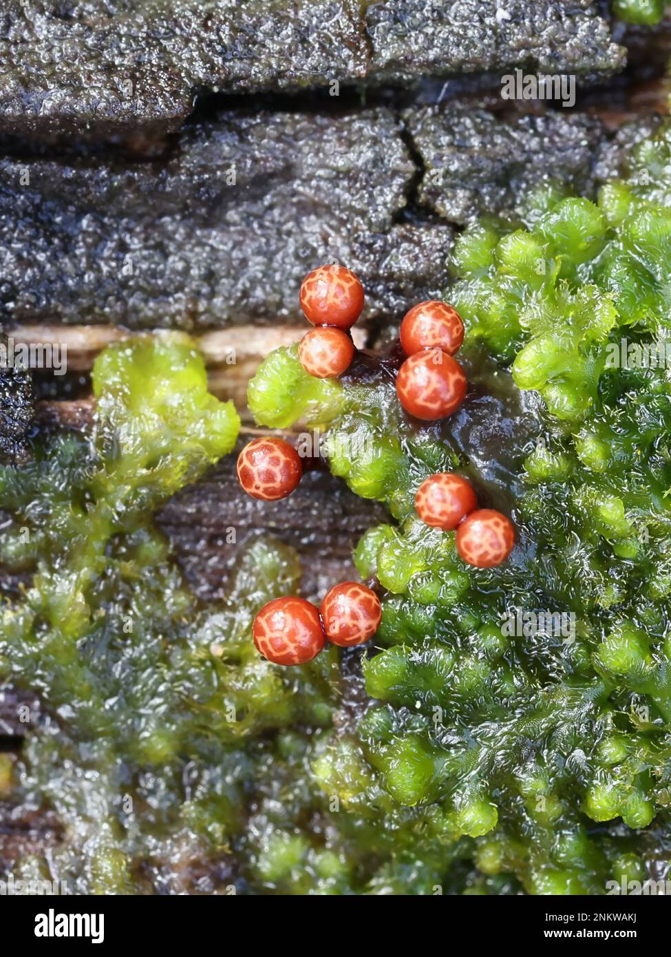 Trichia botrytis, a slime mold or mould of the family Trichiaceae, no ...