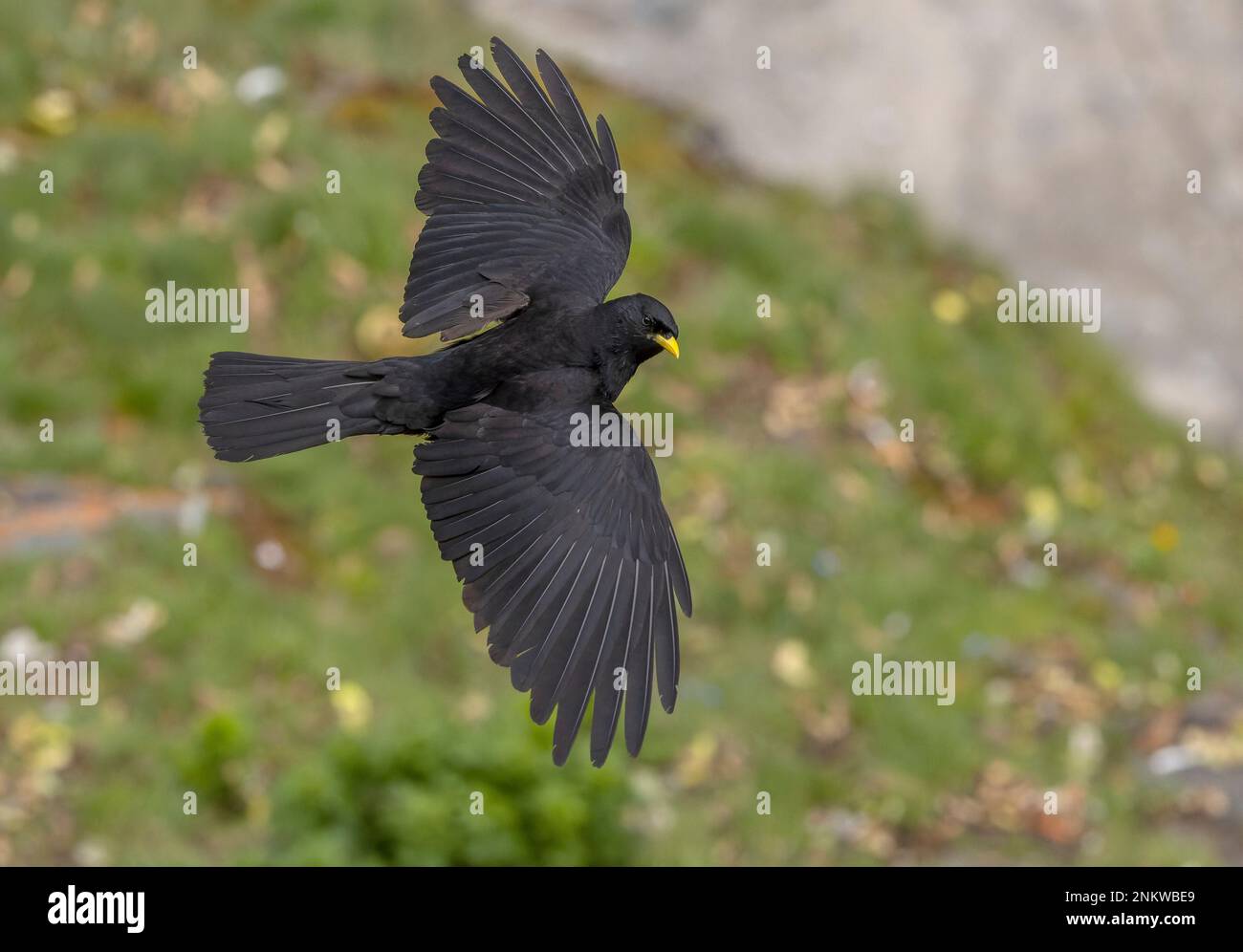 Alpine chough in flight Stock Photo - Alamy