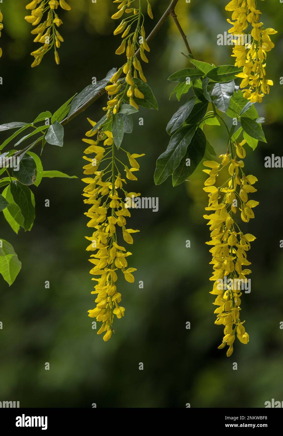 Alpine laburnum (Laburnum alpinum) in flower Stock Photo - Alamy