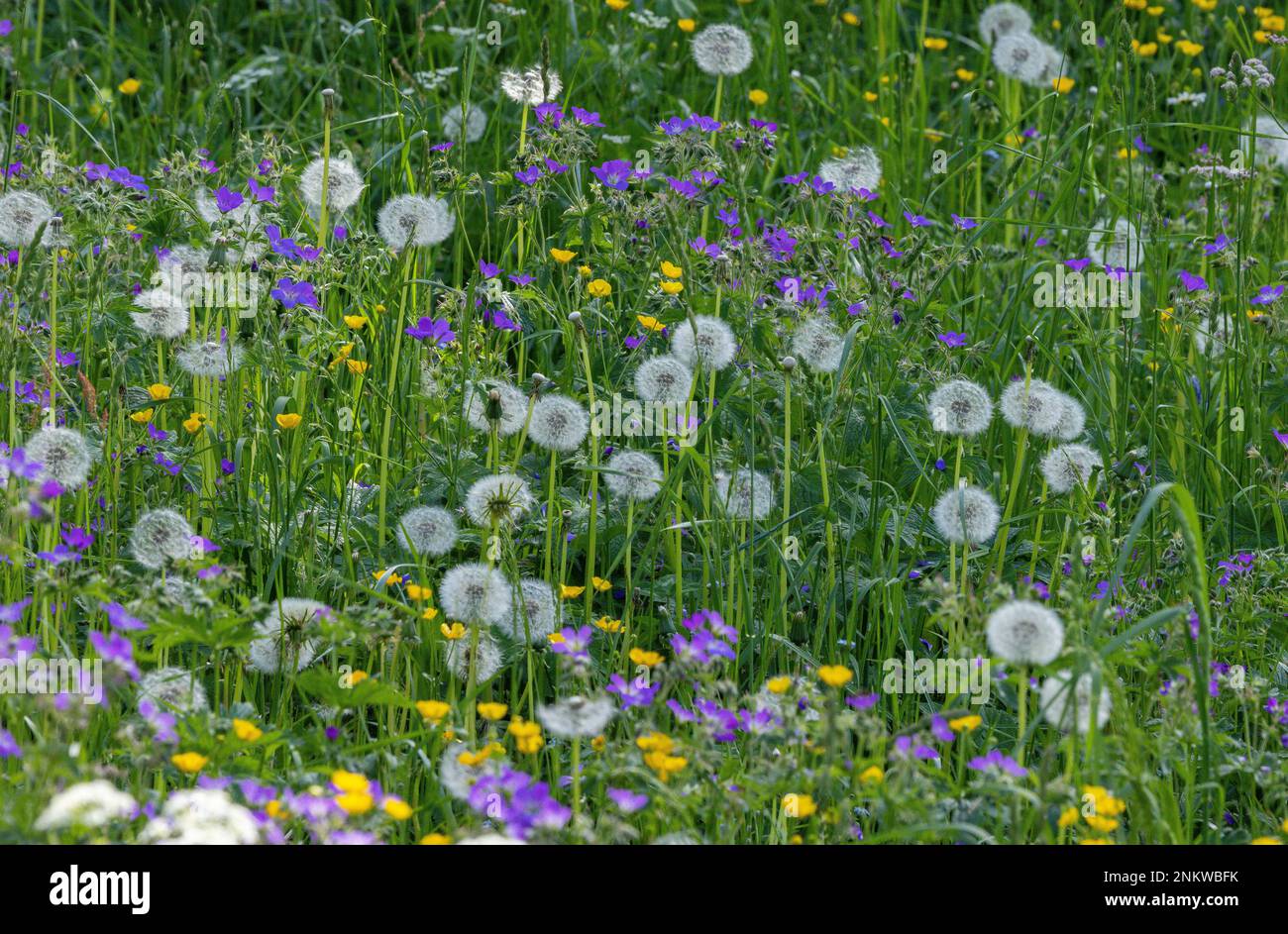 Mountain hay meadow Stock Photo - Alamy