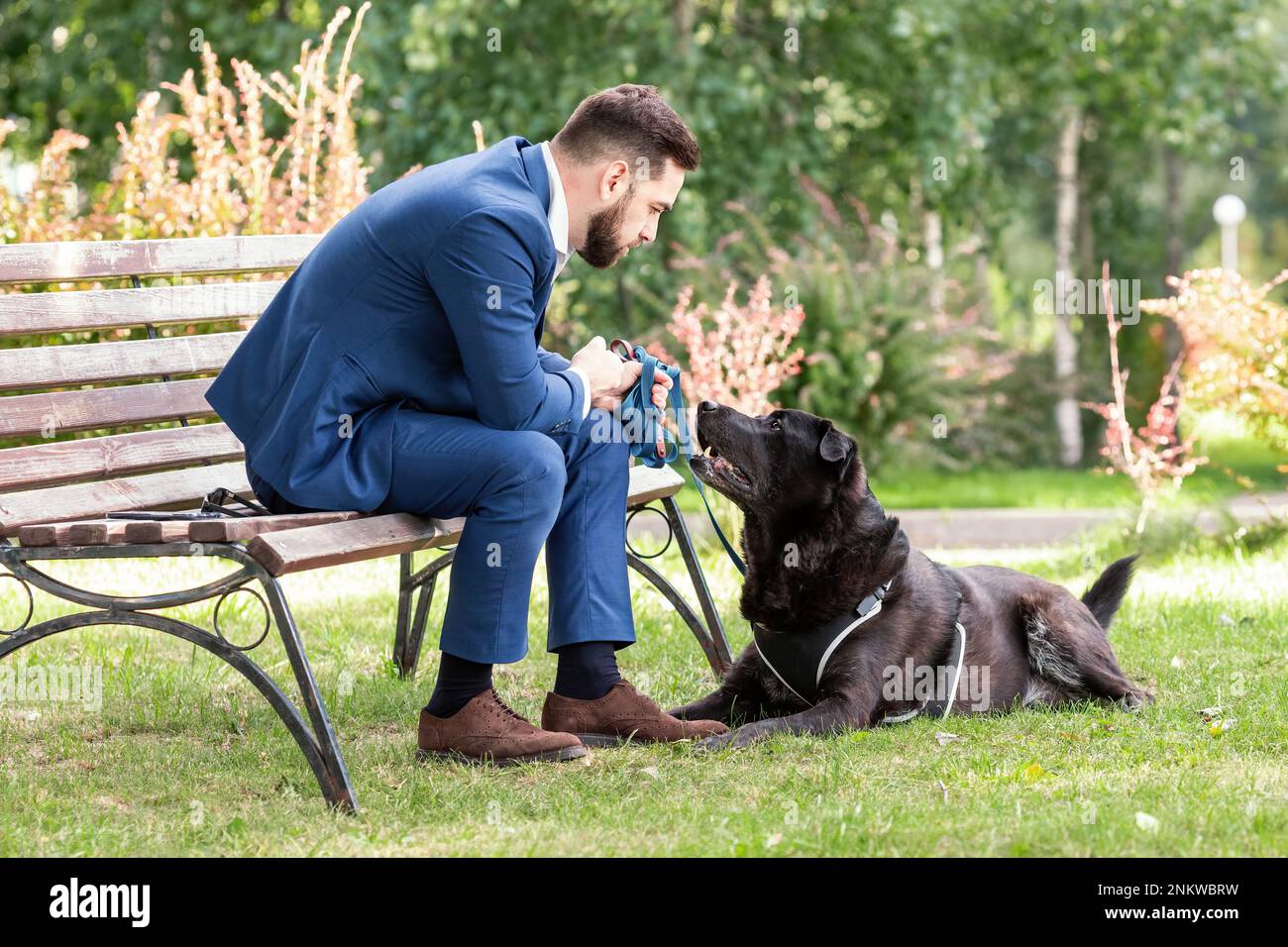 Handsome man in business suit talking to his dog at walk Stock Photo ...