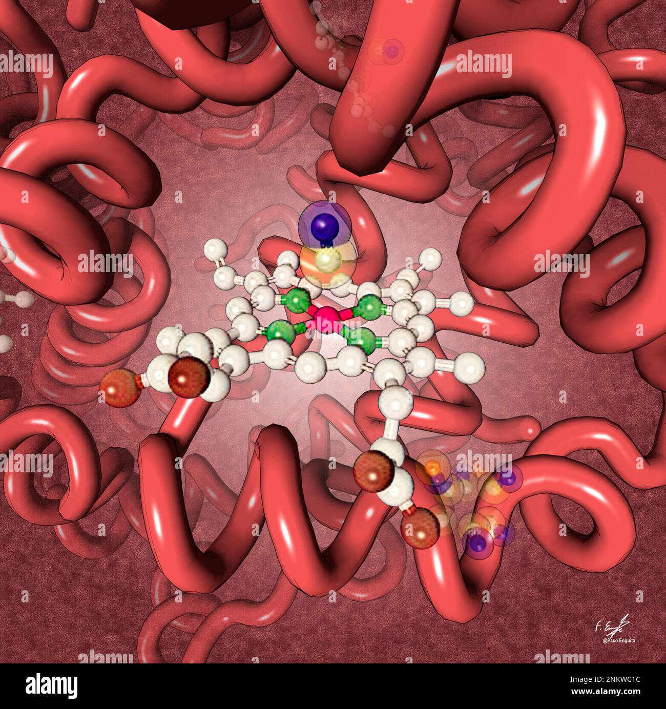 Haemoglobin subunit, illustration Stock Photo - Alamy