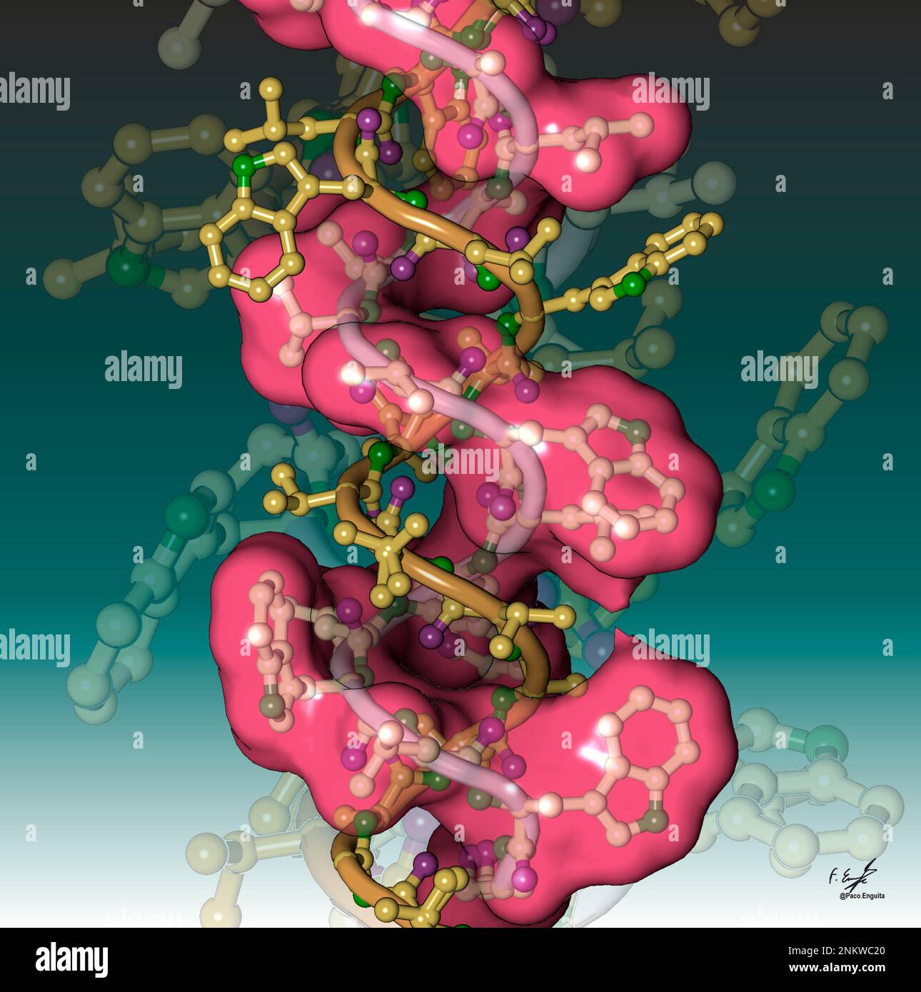 Gramicidin antibiotic molecule, illustration Stock Photo - Alamy