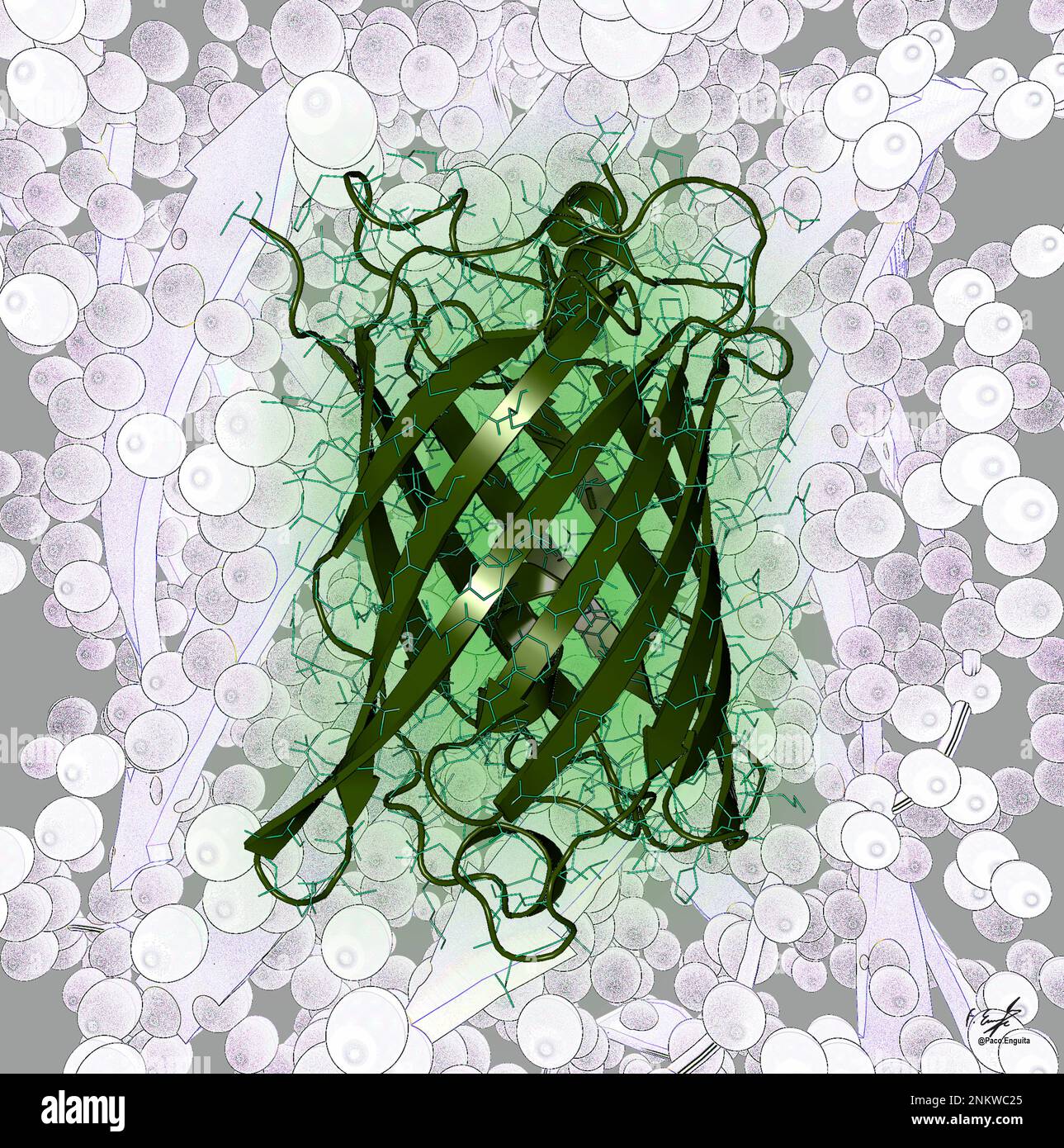 Green fluorescent protein, illustration Stock Photo - Alamy