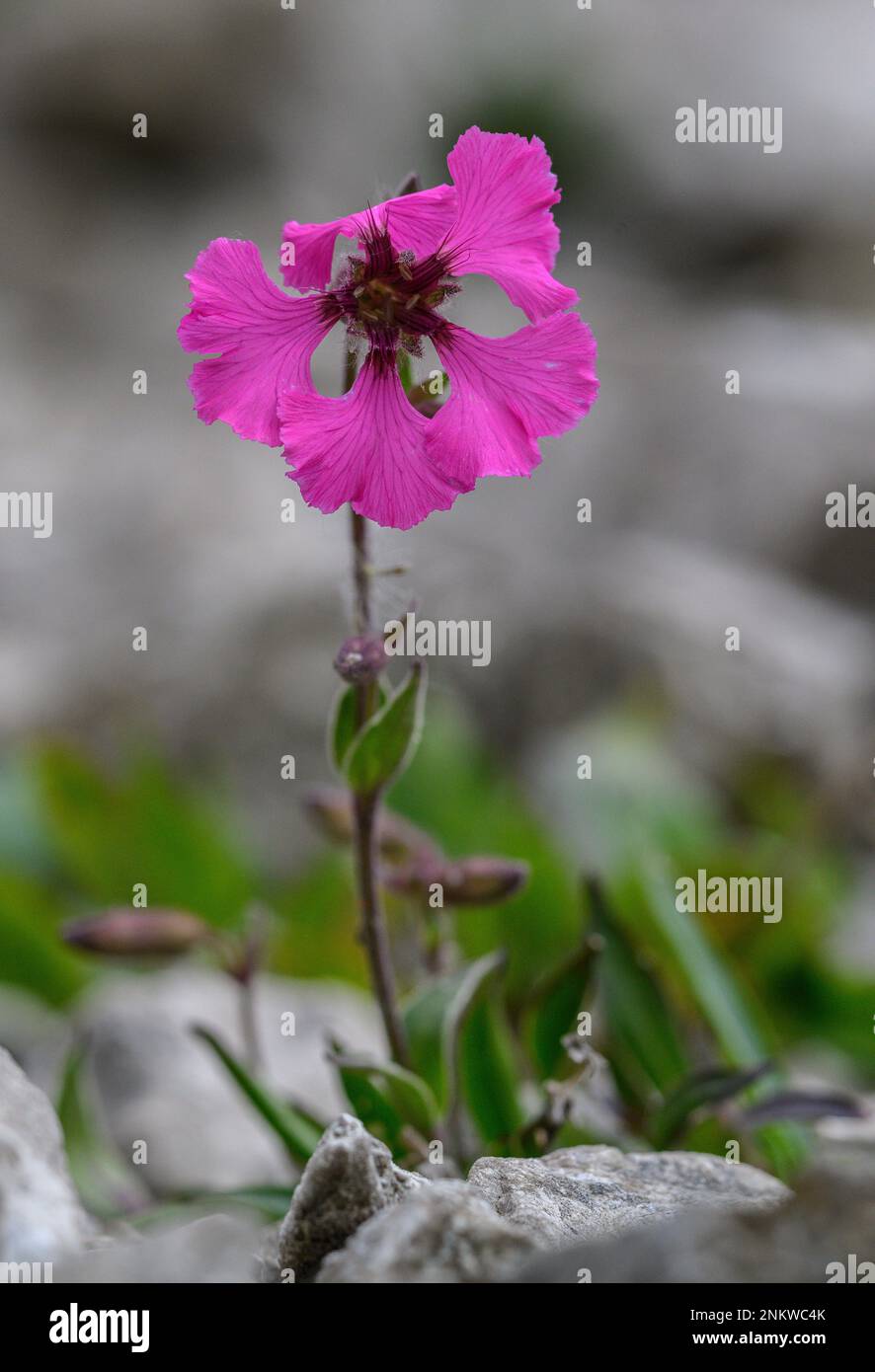 Large-flowered catchfly (Silene elisabethae) in flower Stock Photo - Alamy