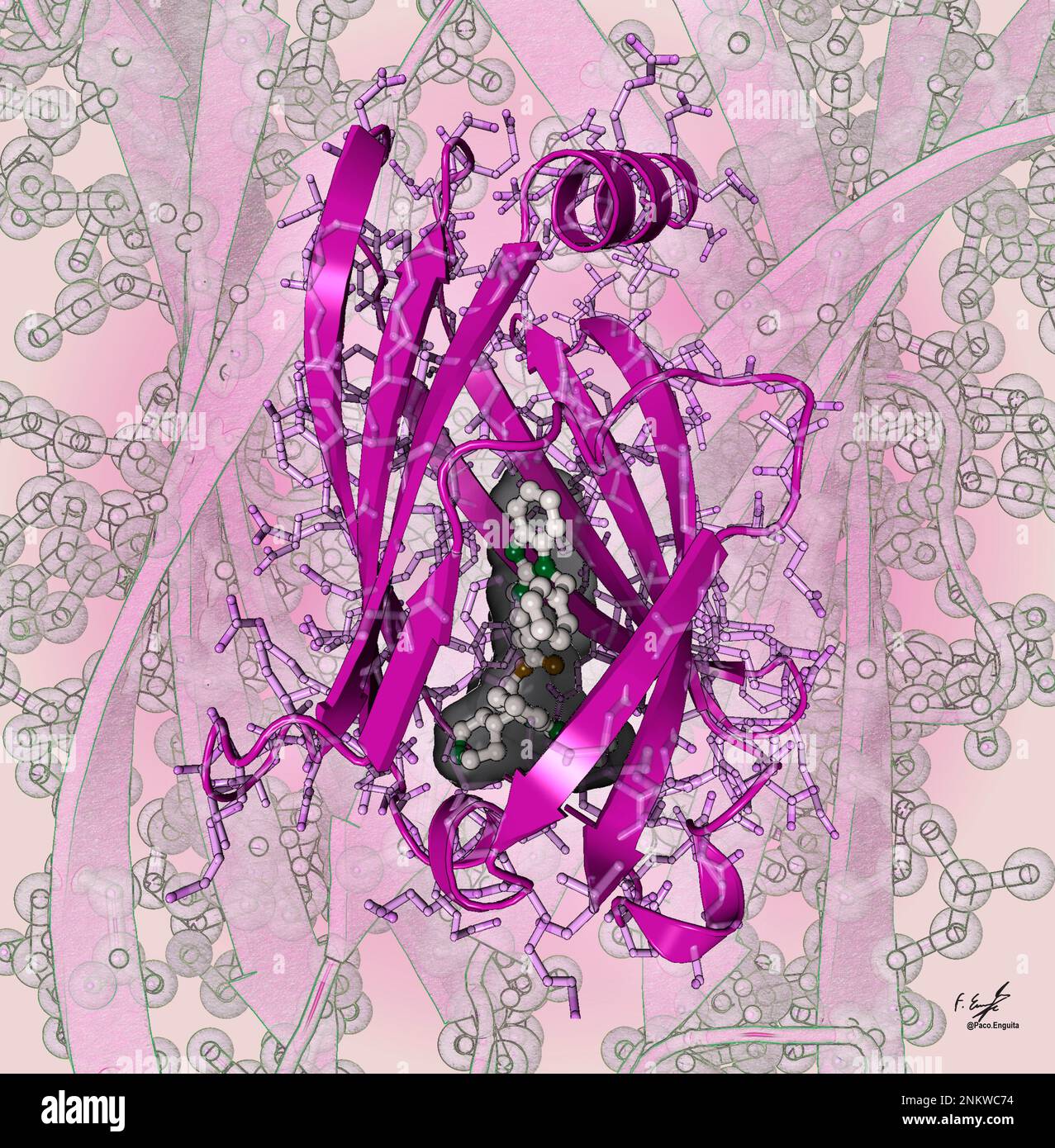 Prenyl-binding protein PDE6D and inhibitor, illustration Stock Photo ...