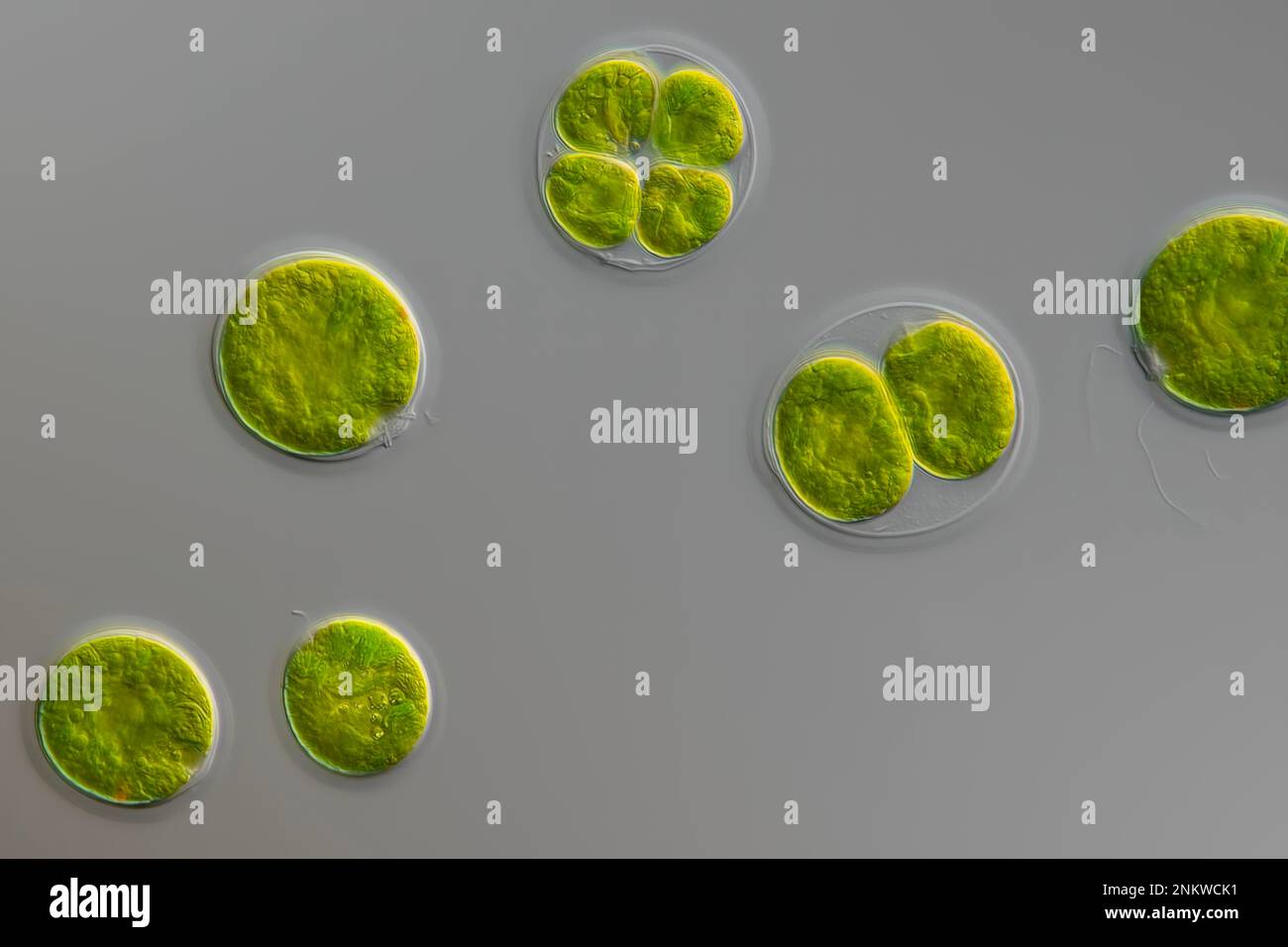Chlamydomonas sp. algae, light micrograph Stock Photo - Alamy