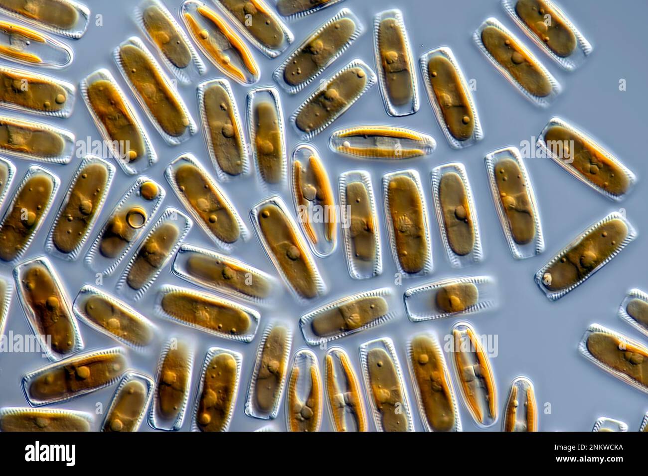 Pinnularia sp. algae, light micrograph Stock Photo - Alamy