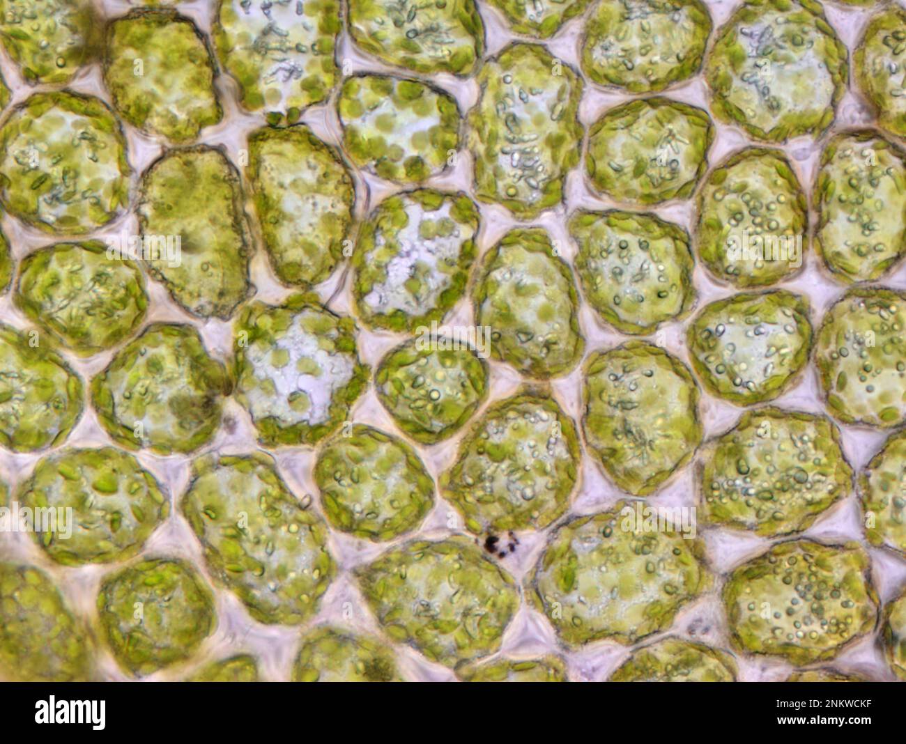 Liverwort leaf cells, light micrograph Stock Photo - Alamy
