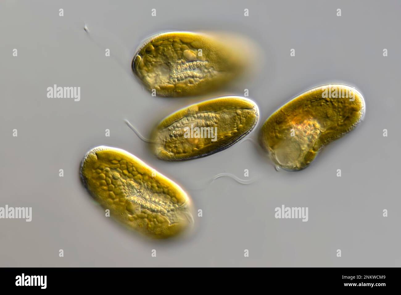 Cryptomonas sp. algae, light micrograph Stock Photo - Alamy