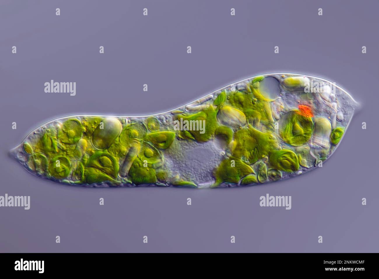 Euglena Cloudlab Quantifying Euglena Response To Light