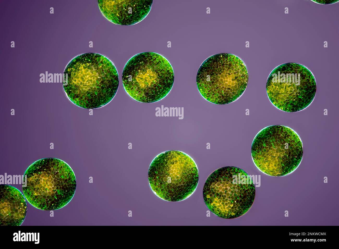 Eremosphaera viridis algae, light micrograph Stock Photo - Alamy