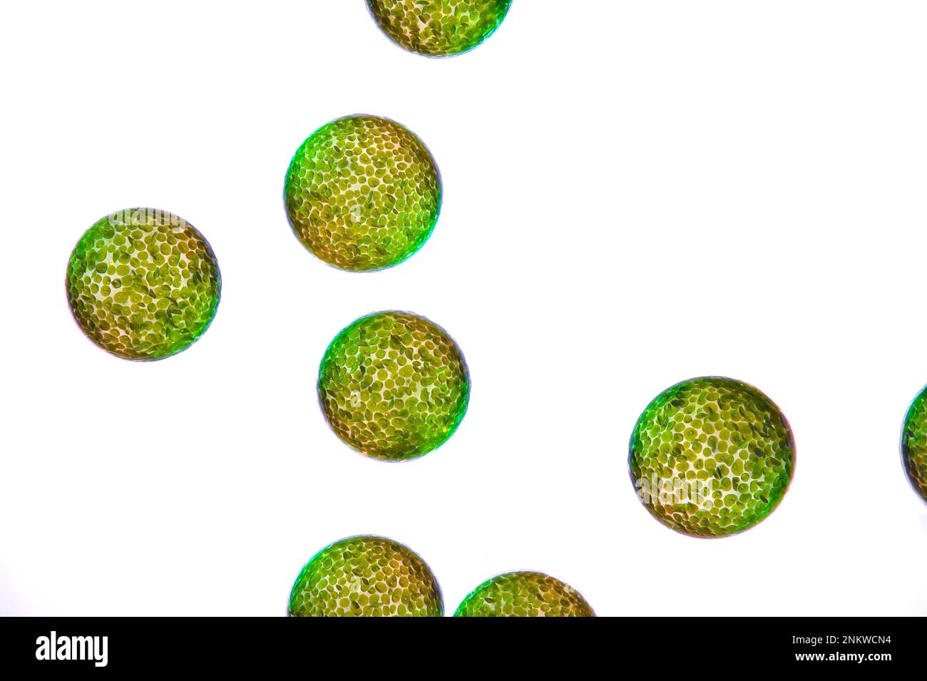 Eremosphaera viridis algae, light micrograph Stock Photo - Alamy