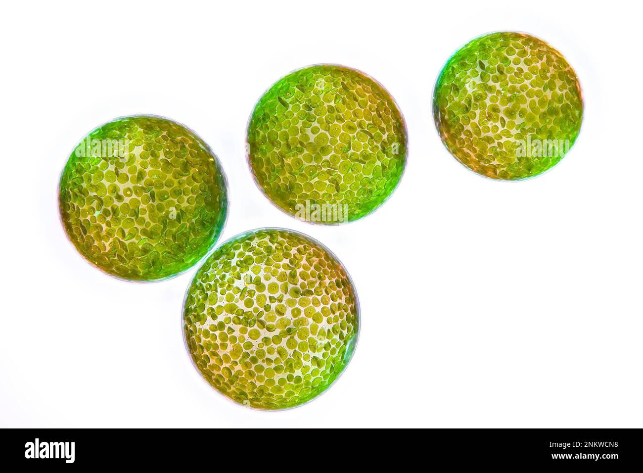 Eremosphaera viridis algae, light micrograph Stock Photo - Alamy