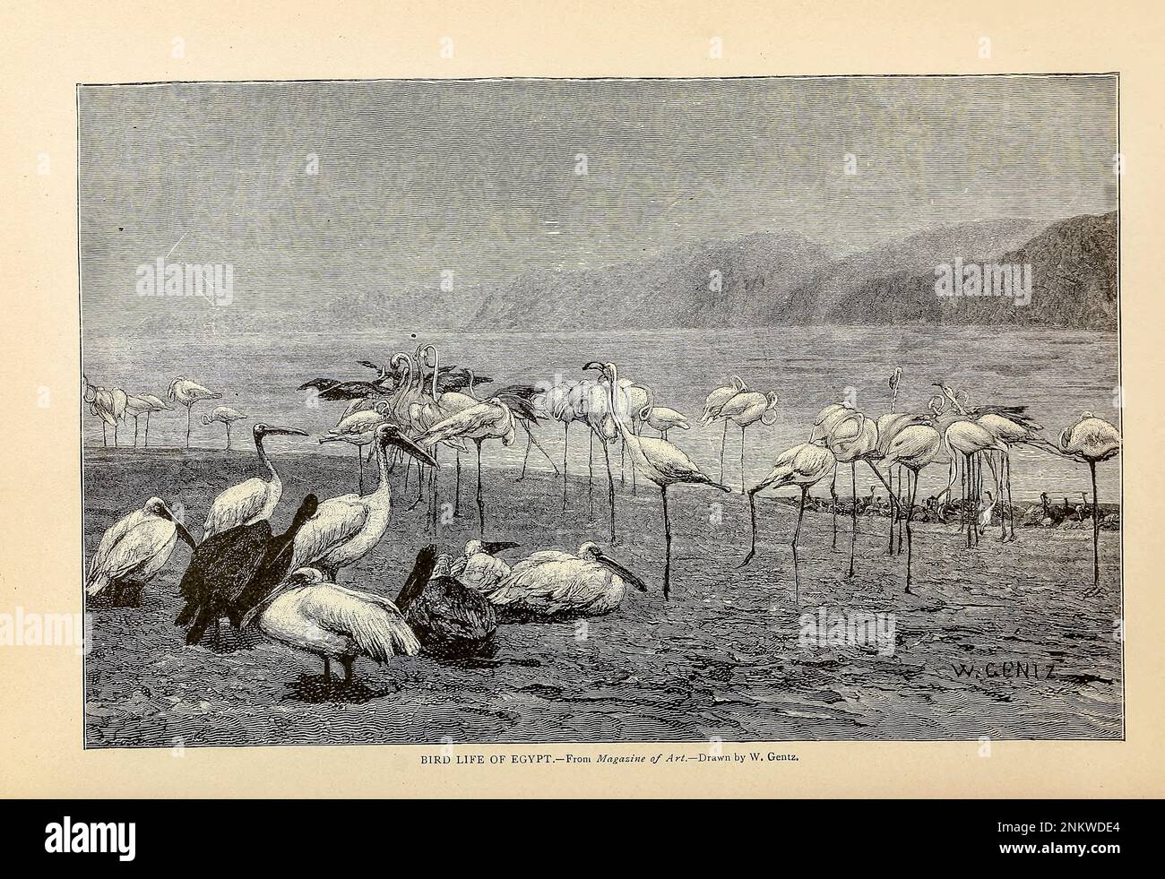 Bird Life of Egypt Book XVIII the Hamites from Cyclopedia universal ...