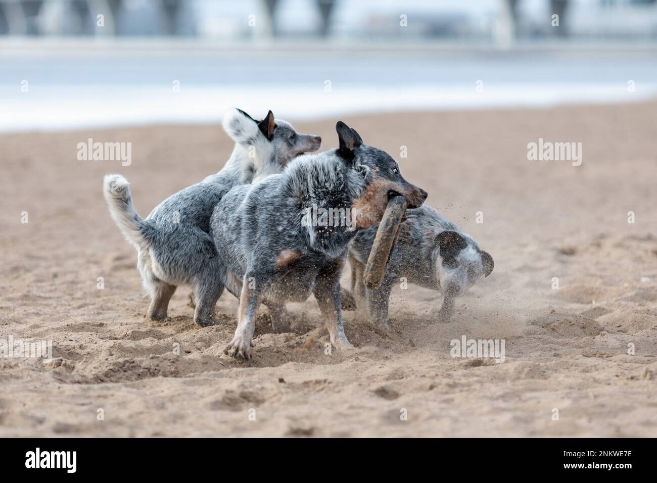 Funny puppies and adult blue heeler or australian cattle dog playing on ...