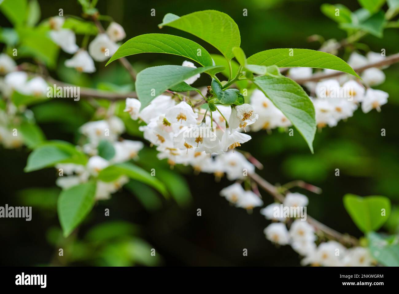 Snowdrop Tree, Halesia carolina, deciduous tree with white bell-shaped ...