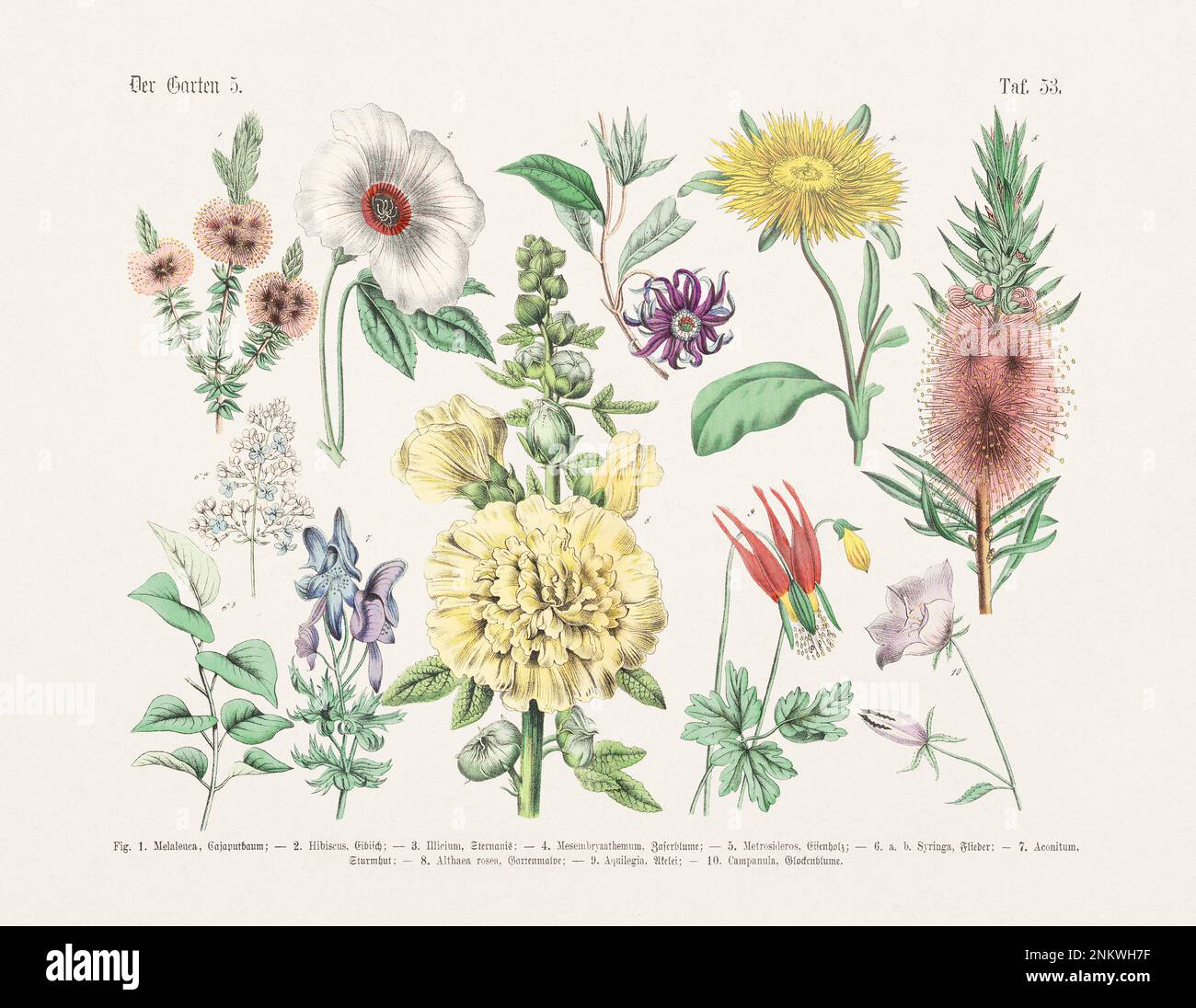 Flower Ilustration. Vintage Botanical Floral Chart Stock Photo - Alamy