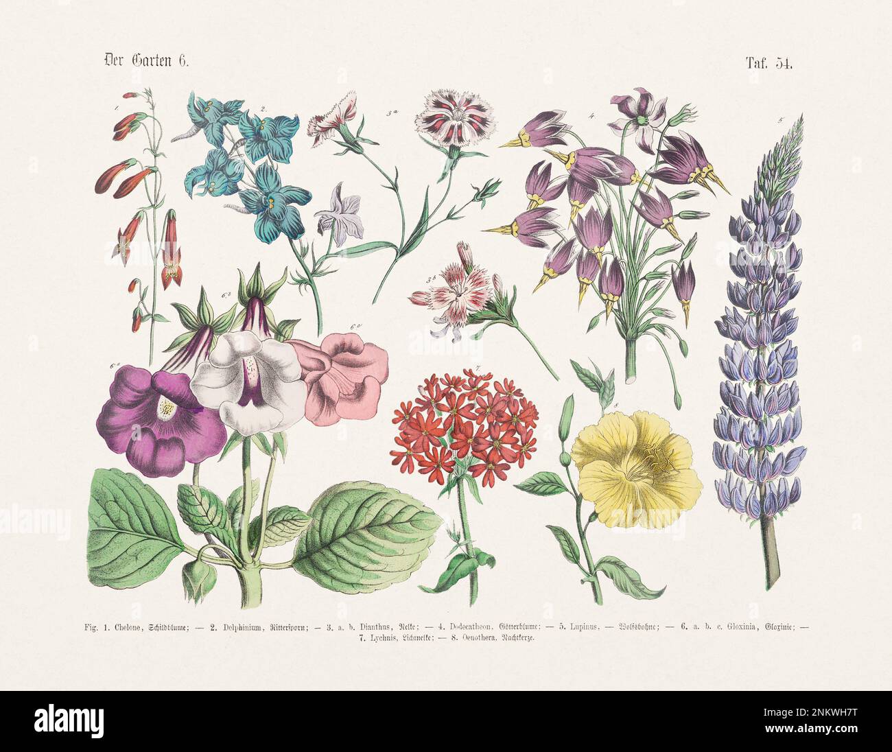 Flower Ilustration. Vintage Botanical Floral Chart Stock Photo - Alamy