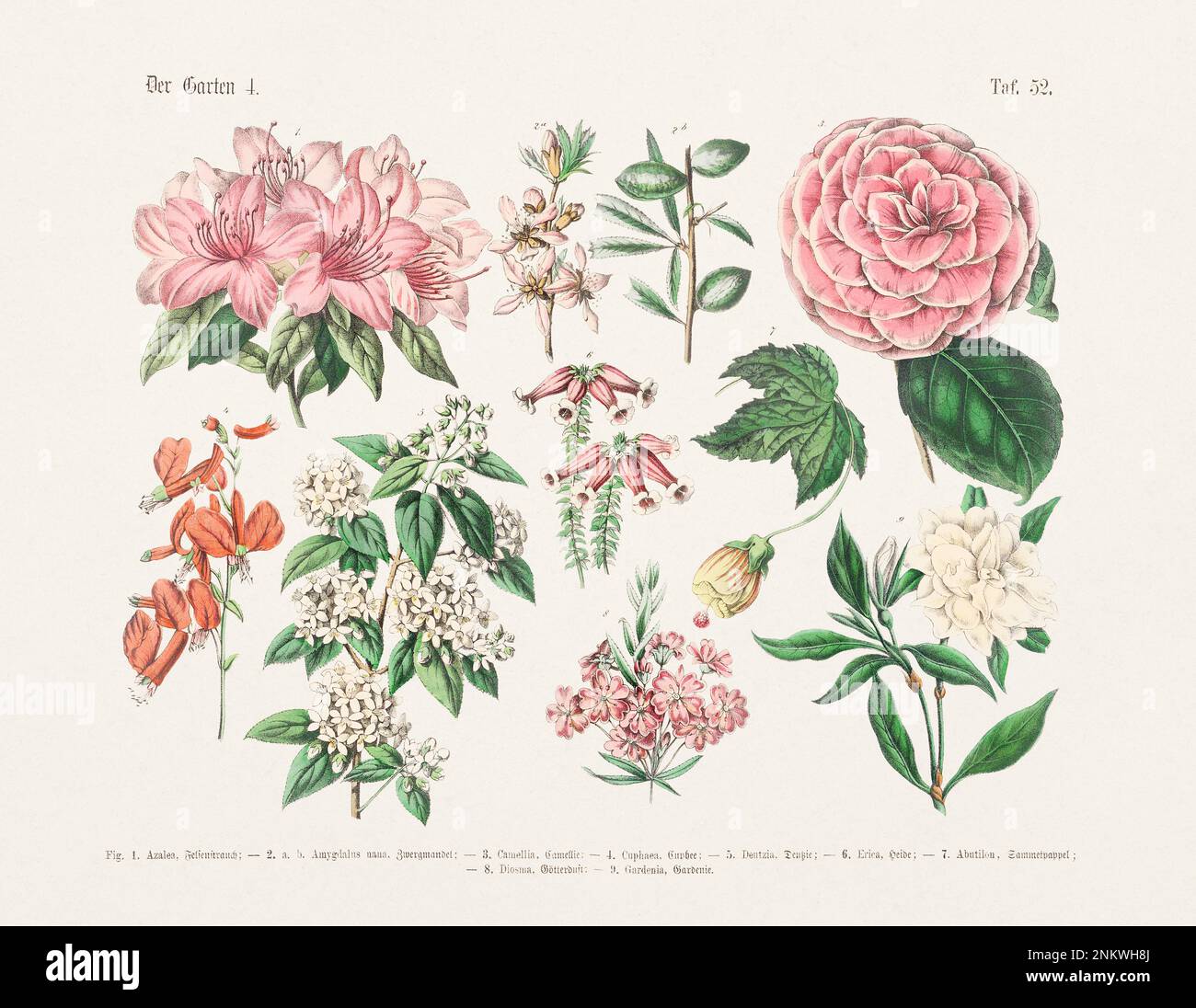 Flower Ilustration. Vintage Botanical Floral Chart Stock Photo - Alamy