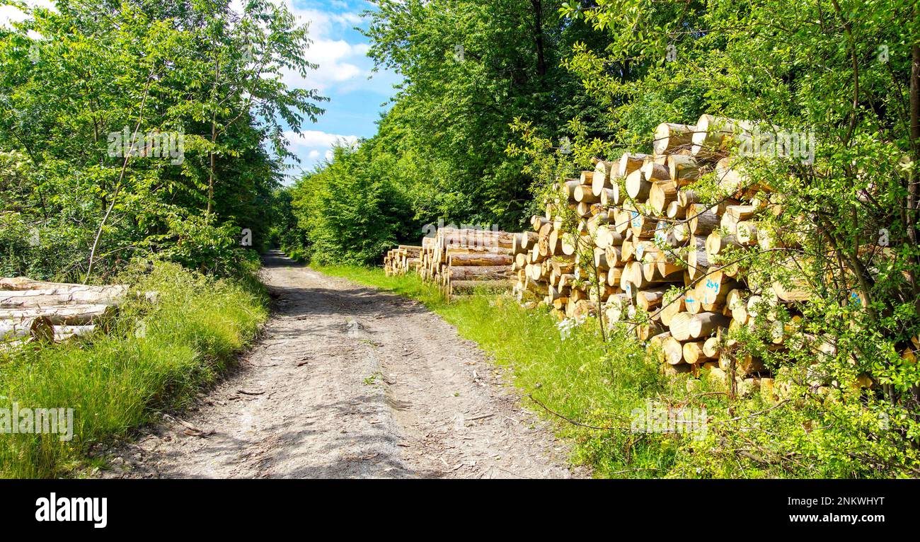 Foret de teutoburg hi-res stock photography and images - Alamy