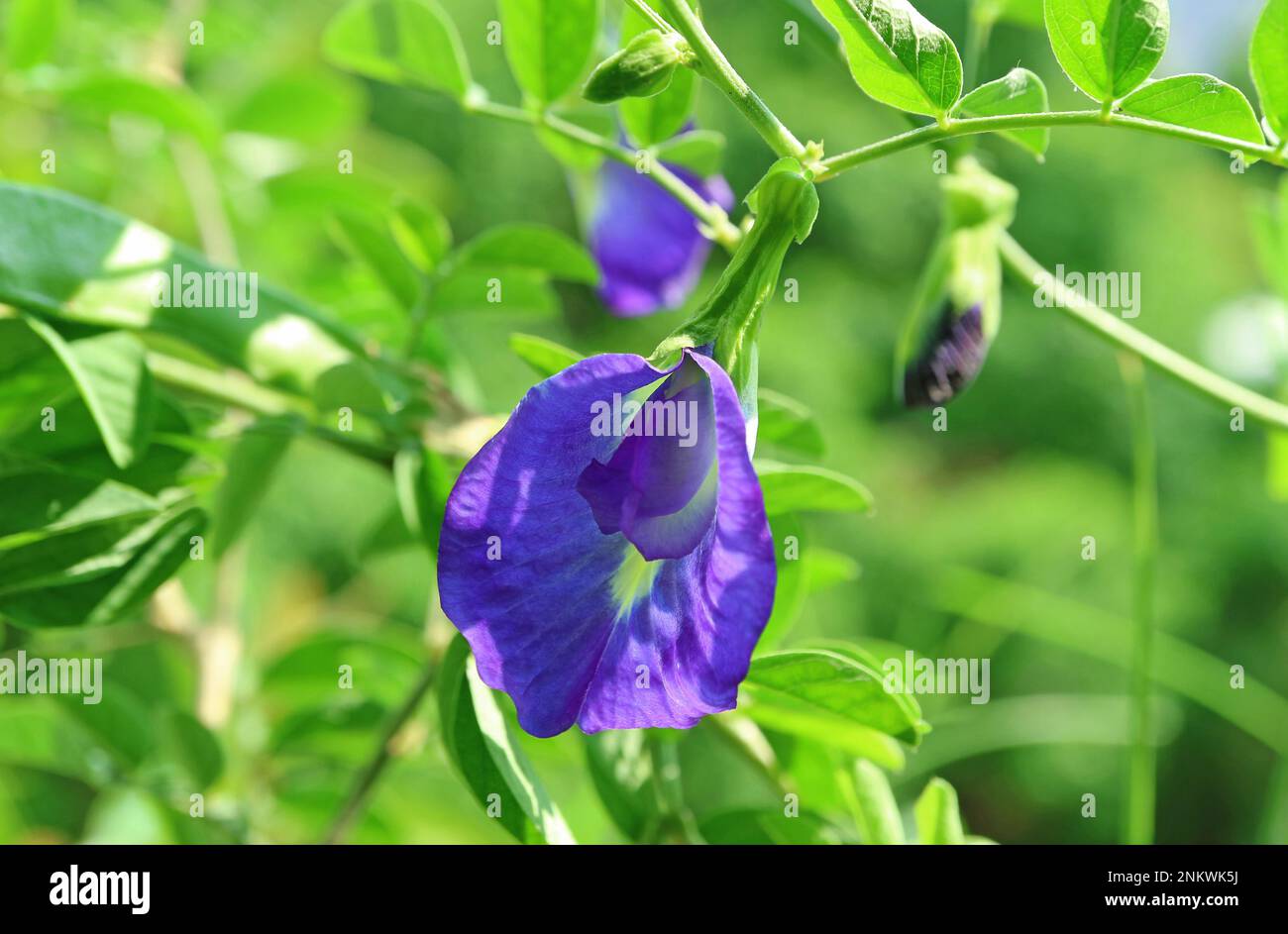 Closeup of a Stunning Butterfly Pea or Aparajita Flower with Buds ...