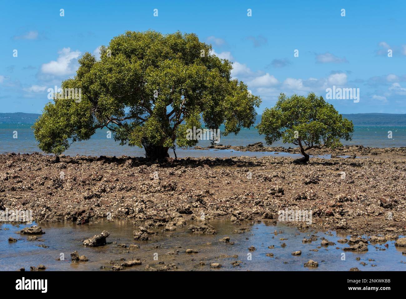 View past two mangrove trees growing amongst oyster covered rocks, to ...