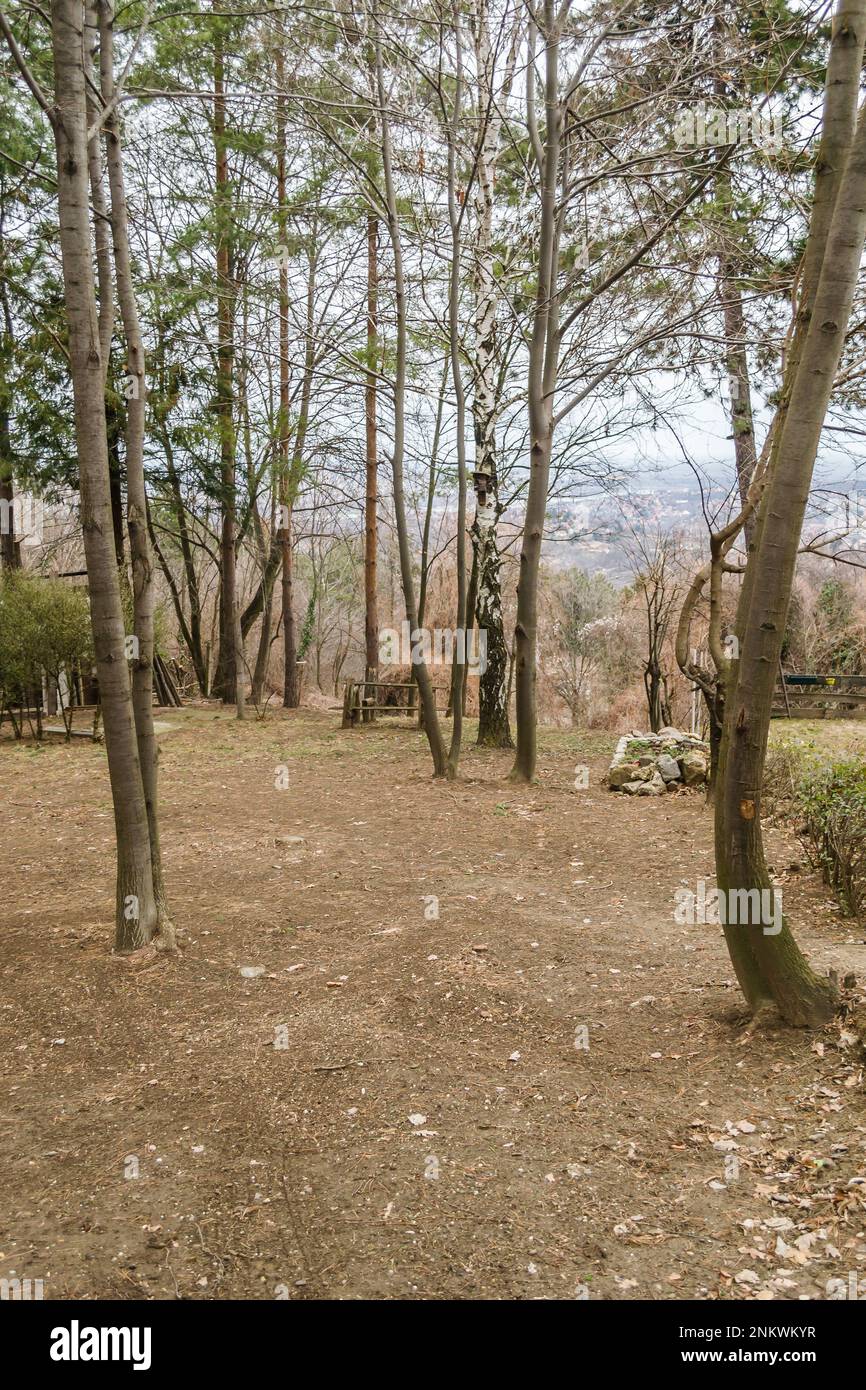 A scenic landscape featuring an abundance of tall, barren trees in the ...